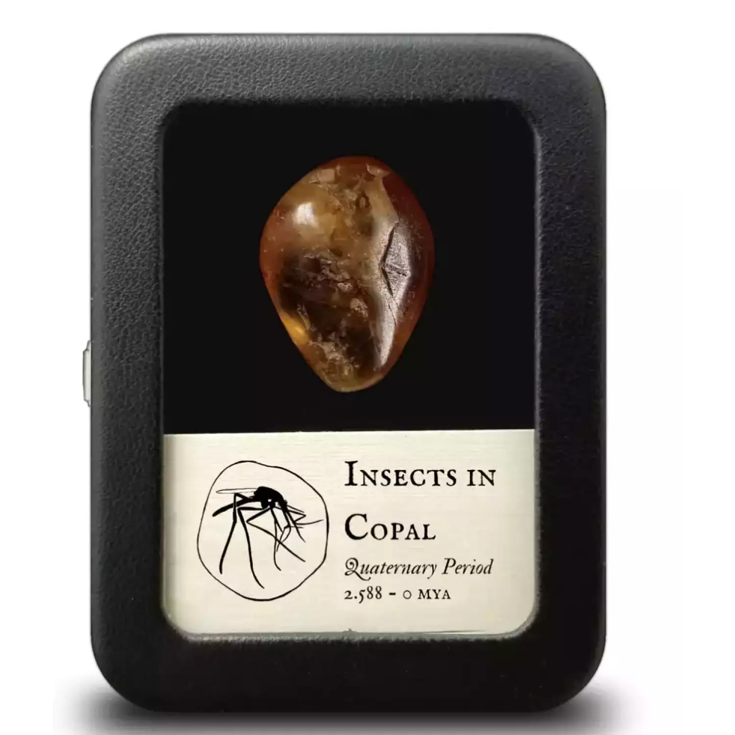 Insects in Copal Quaternary, 2.5 to 0 MYA Madagascar - Executive Currency